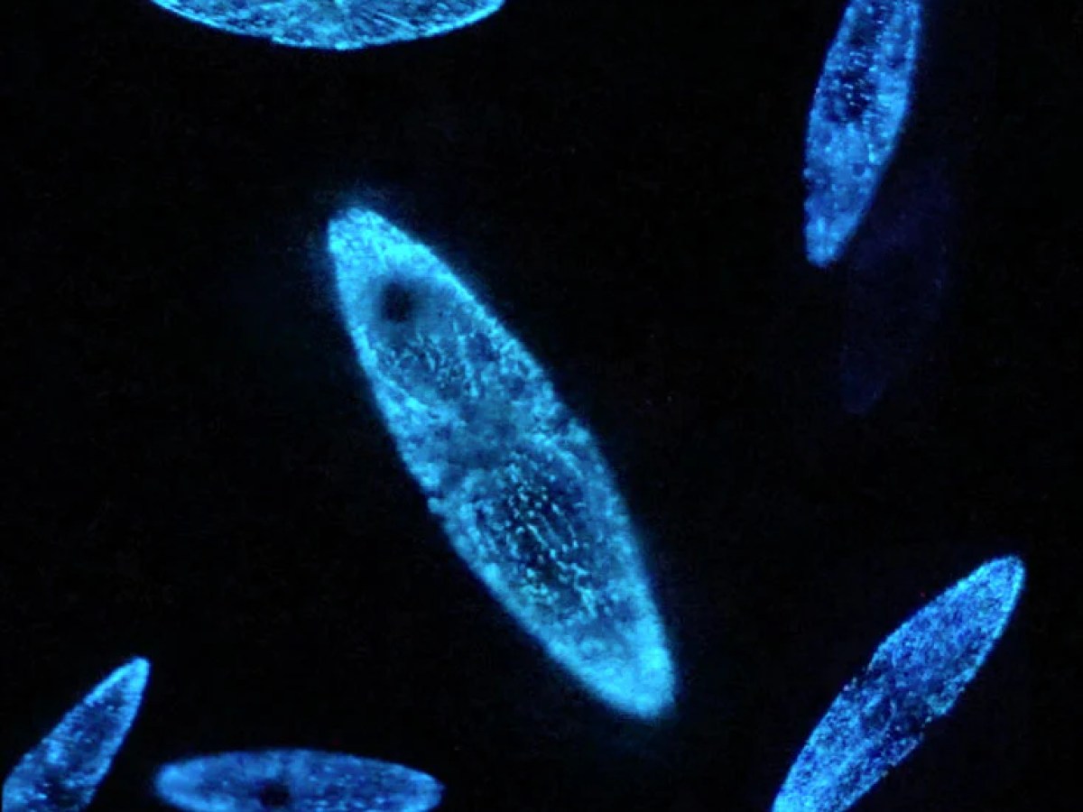 bioluminescence examples